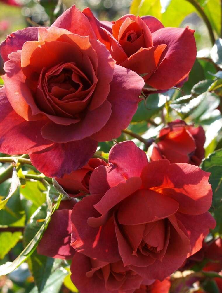 Buketrose, Rosa 'Hot Chocolate', 4 liter potte | Plantorama