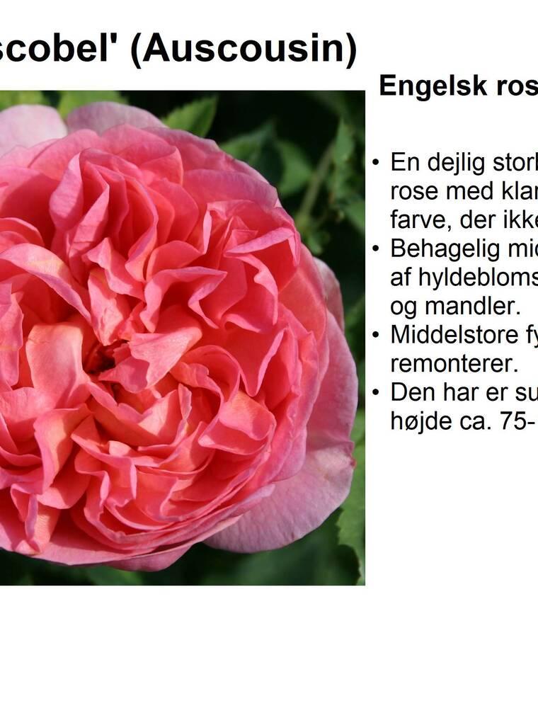 Engelsk rose Rosa 'Boscobel' | Plantorama