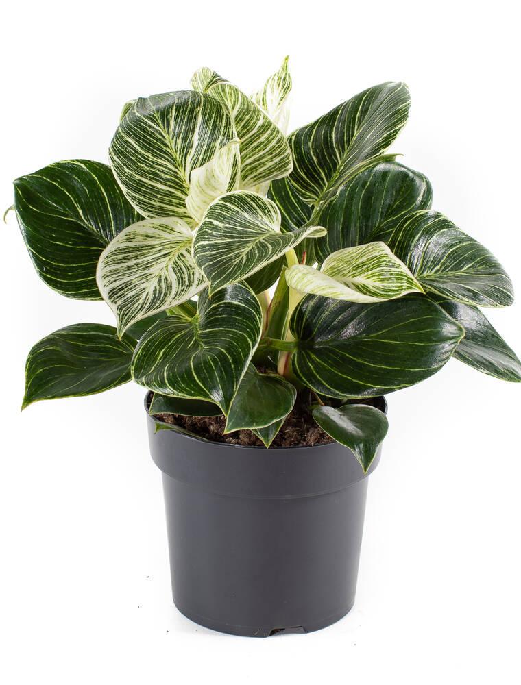 Filodendron, Philodendron-Hybrid White Measure, 11 cm potte | Plantorama