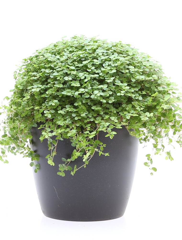 Husfred, Soleirolia soleirolii, Ø11 cm potte | Plantorama
