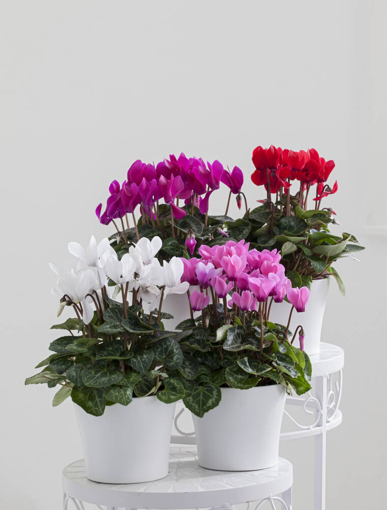 Alpeviol, Cyclamen pers. Super Serie Compact., Ø12 cm potte | Plantorama