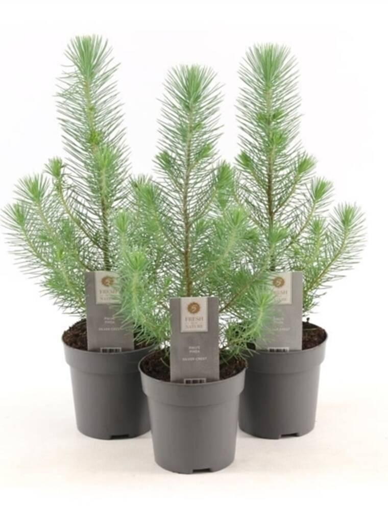 Sølvpinje, Pinus pin. 'Silvercrest', Ø10,5 cm | Plantorama