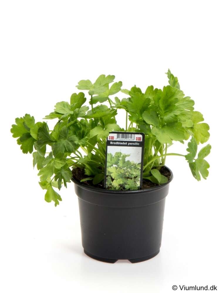 Bredbladet persille, Petroselinum Crispum, Ø10 cm potte | Plantorama