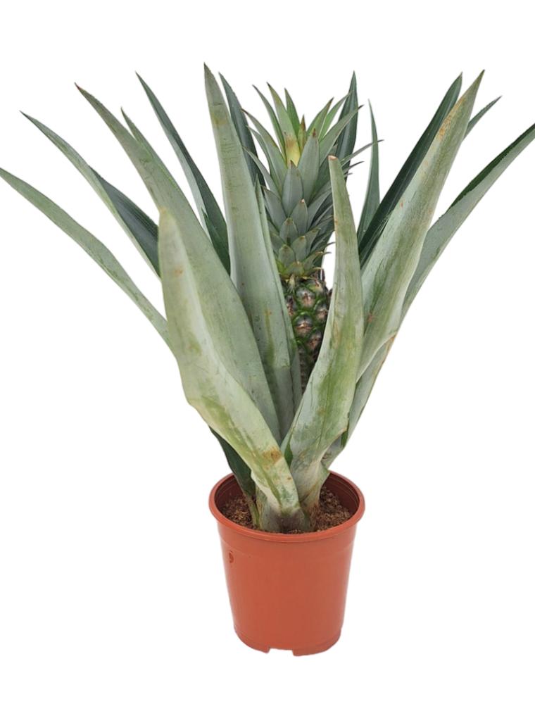 Ananasplante, Ananas champaca, Ø30 cm potte | Plantorama