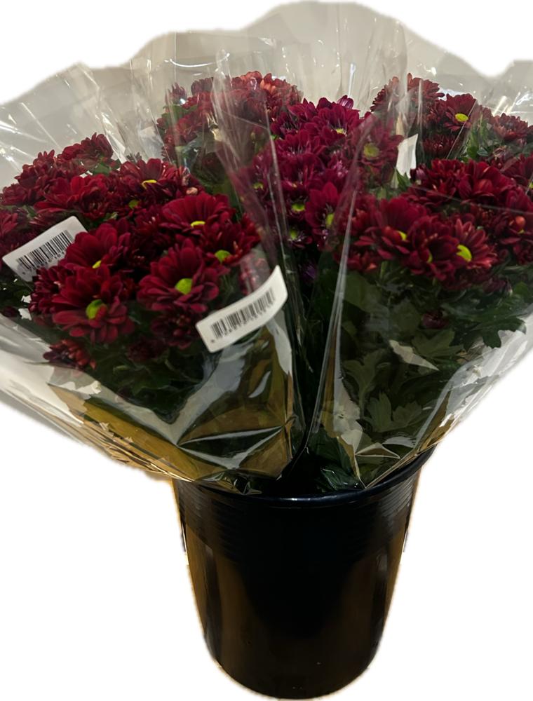 Chrys. spray rød, 5 stilke pr. bdt. | Plantorama