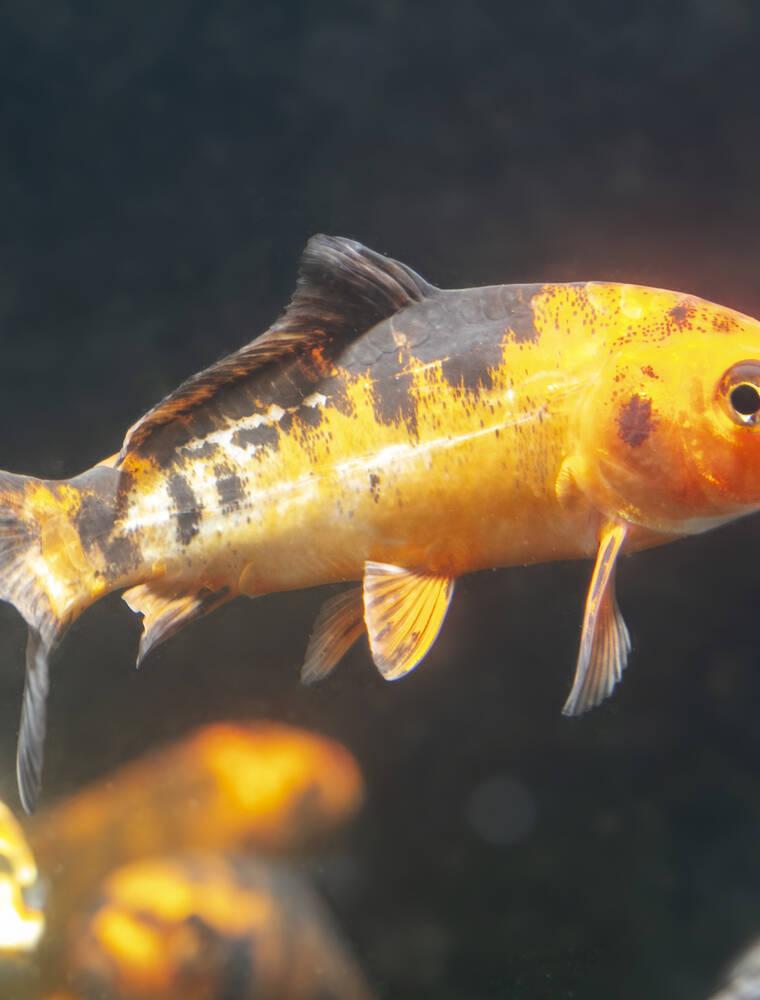 Ghost koi 14-16 cm | Plantorama