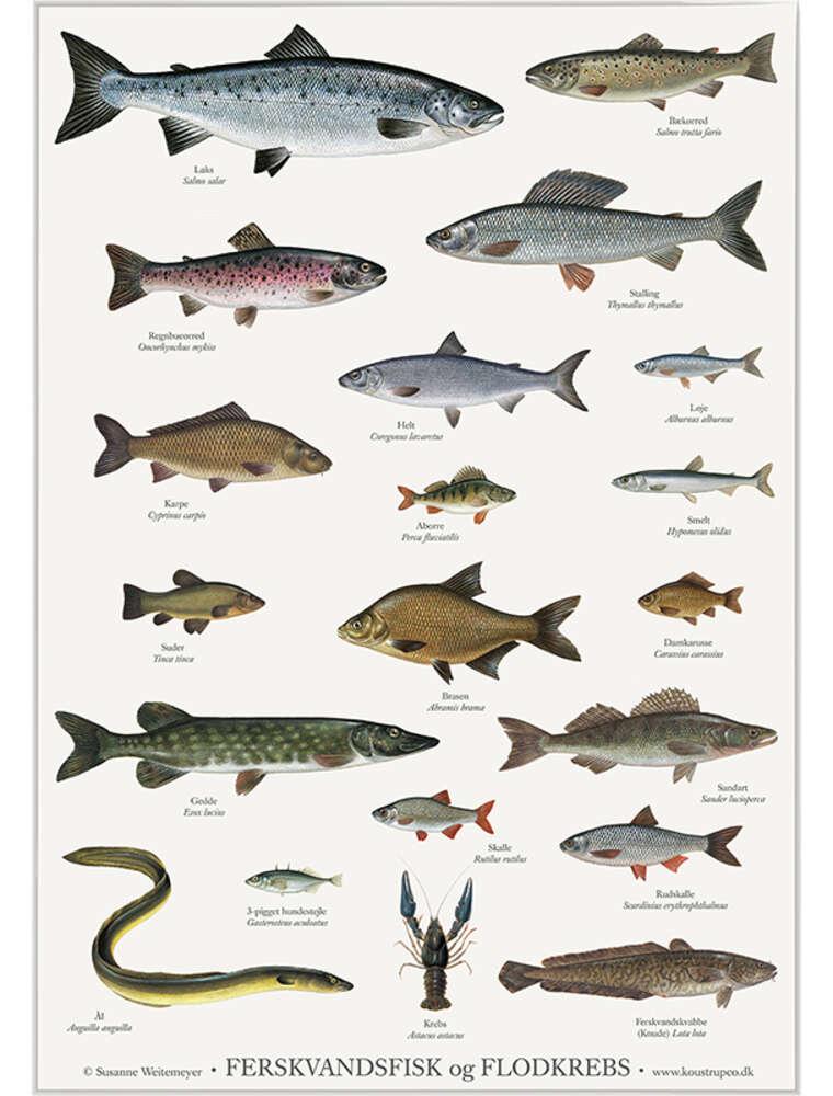 Plakat "Ferskvands fisk/flodkrebs" A2 42x60 cm | Plantorama