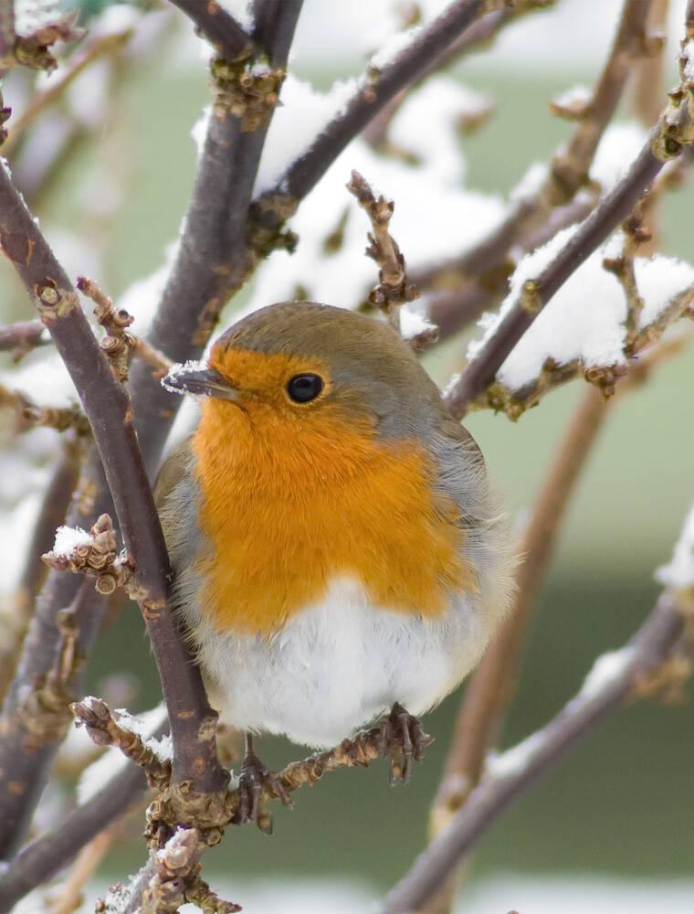 Serviet 'Fugl' | Plantorama